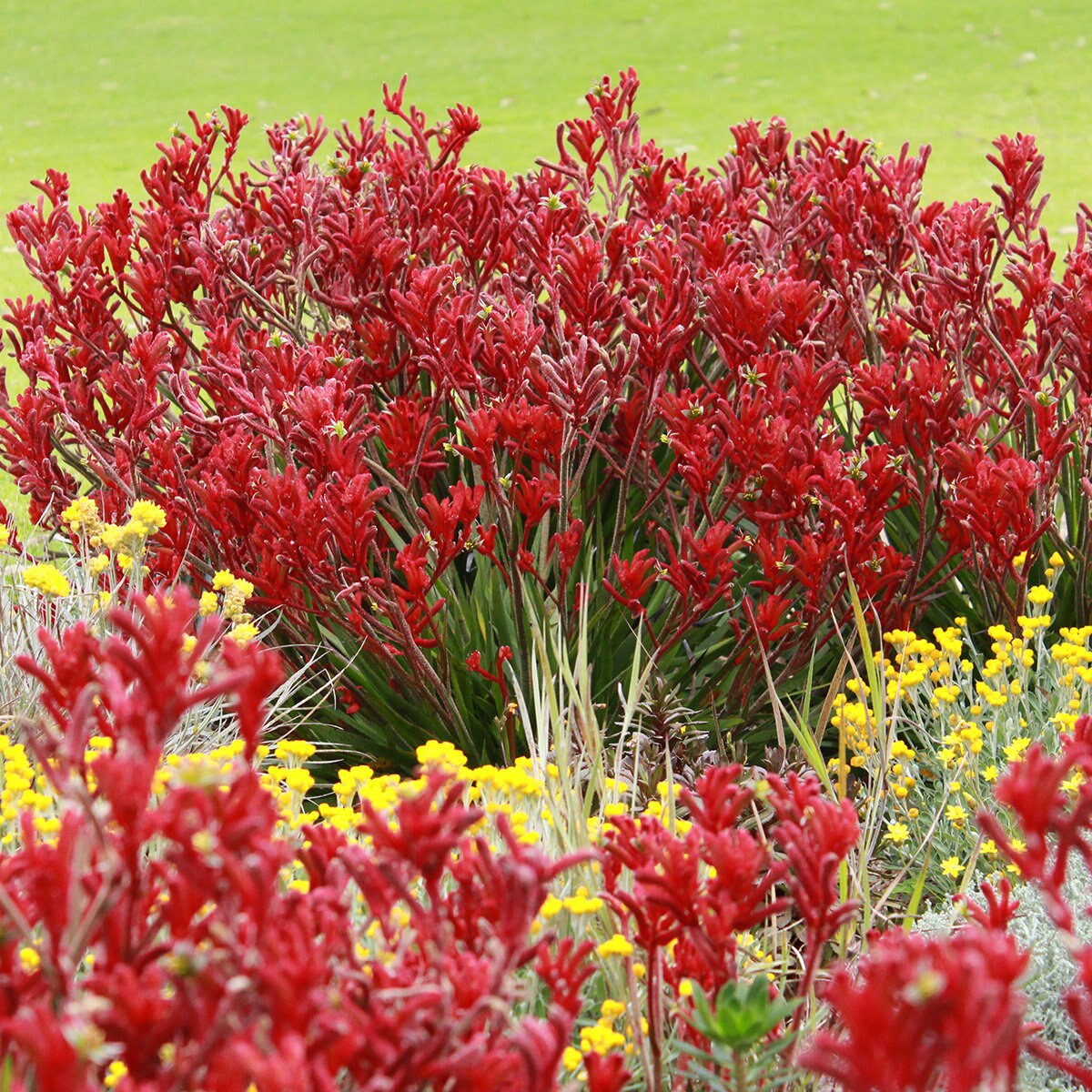 Anigozanthos X Bush Gems Bush Ranger Kangaroo Paws | SiteOne