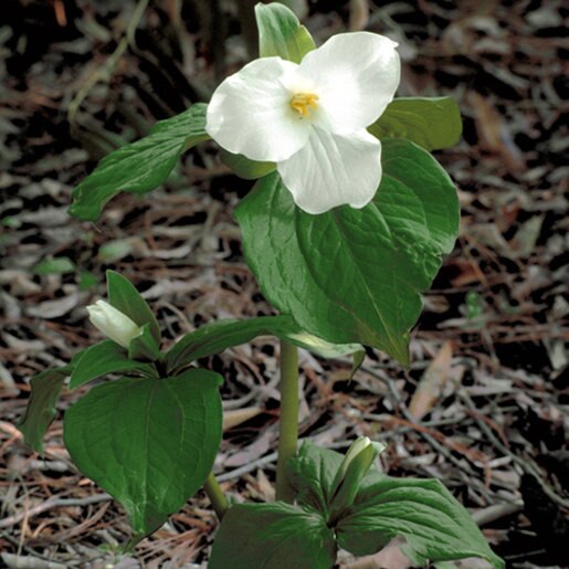 Trillium Grandiflorum Great White Wood Lily | SiteOne