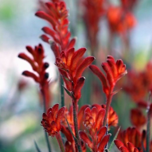 Anigozanthos X Bush Gems Bush Ranger Kangaroo Paws | SiteOne