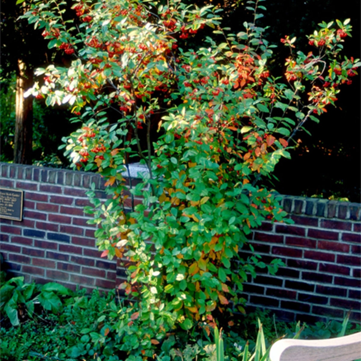 Aronia Arbutifolia Red Chokeberry | SiteOne