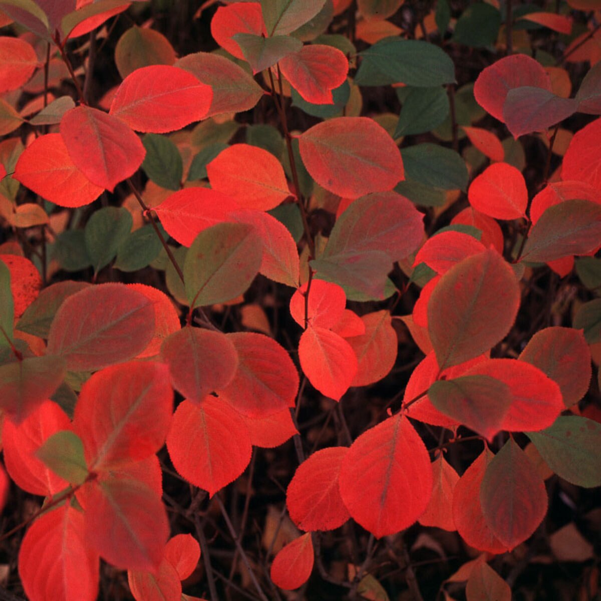Aronia Melanocarpa Autumn Magic Black Chokeberry | SiteOne