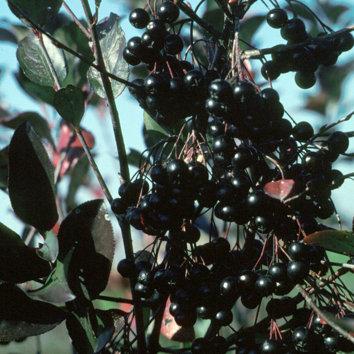 Aronia Melanocarpa Autumn Magic Black Chokeberry | SiteOne
