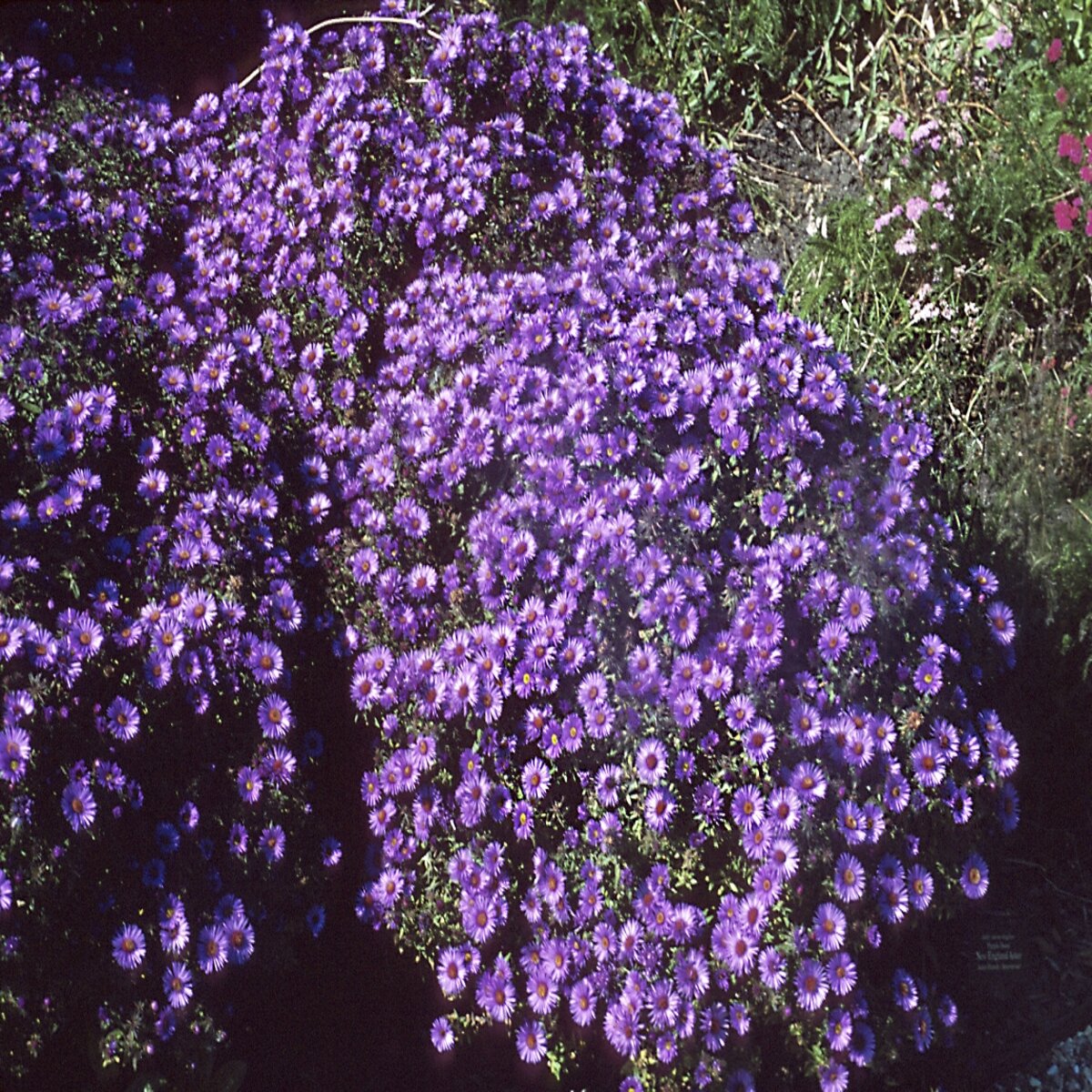 Aster Novae-Angliae 'Purple Dome' New England Aster | SiteOne