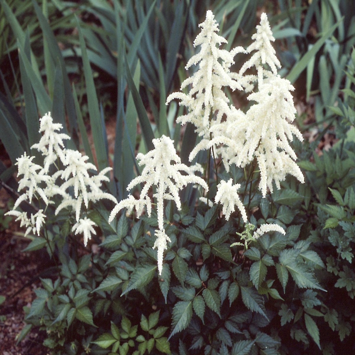 Astilbe X Arendsii Bridal Veil Astilbe | SiteOne