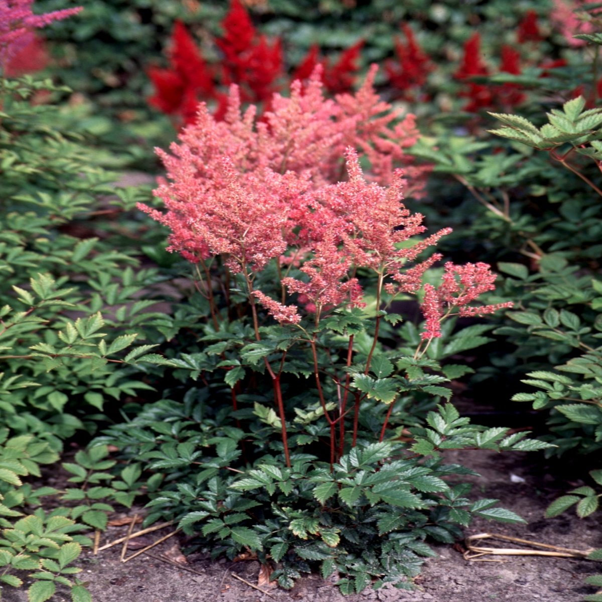 Astilbe X Arendsii Rheinland Astilbe | SiteOne
