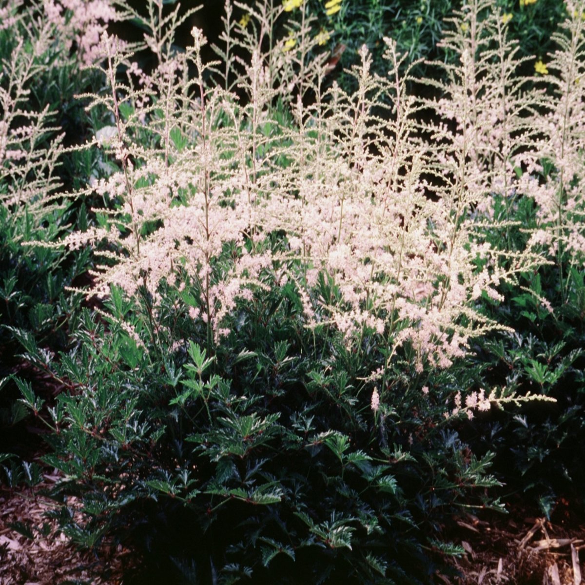 Astilbe Simplicifolia Sprite Astilbe | SiteOne