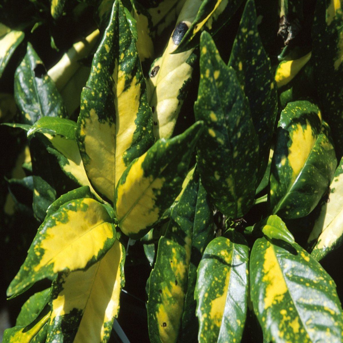 Aucuba Japonica Picturata Spotted Laurel | SiteOne