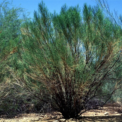Baccharis Sarothroides Desert Broom | SiteOne