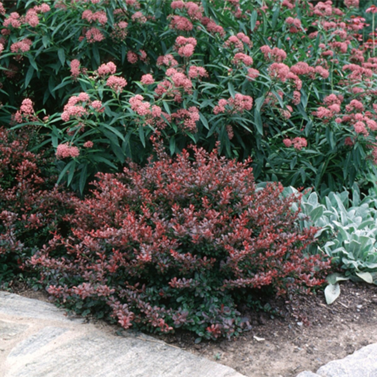 Berberis Thunbergii Crimson Pygmy Dwarf Japanese Barber | SiteOne