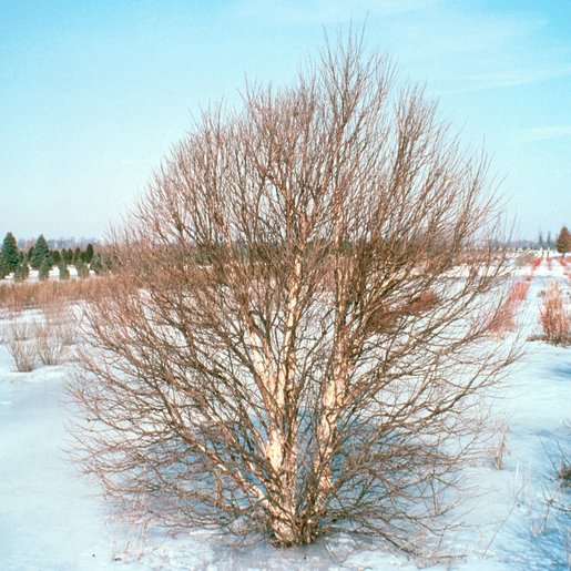 Betula Nigra Fox Valley Dwarf River Birch | SiteOne