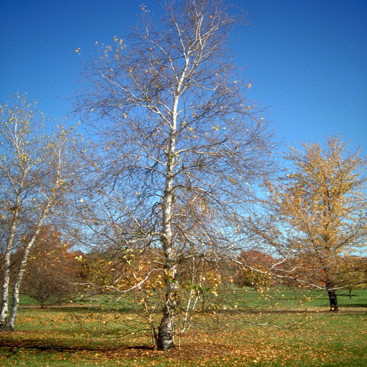 Betula Populifolia Whitespire Gray Birch | SiteOne