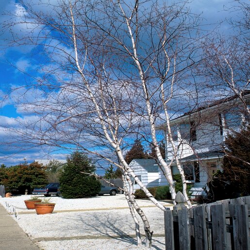 Betula Populifolia Gray Birch | SiteOne