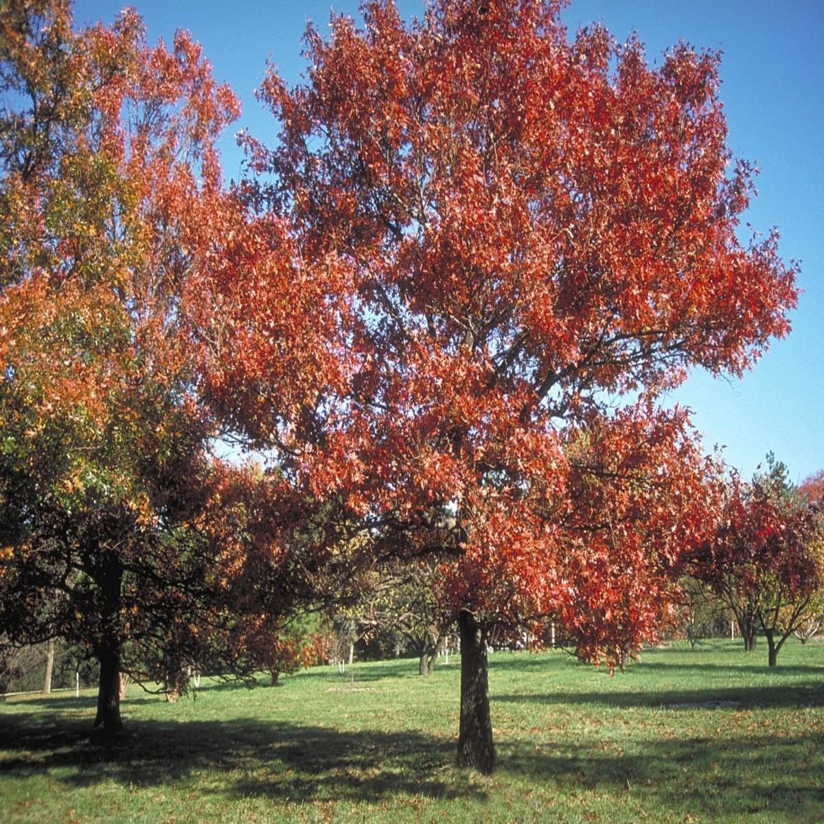 Quercus Texana Texas Red Oak | SiteOne