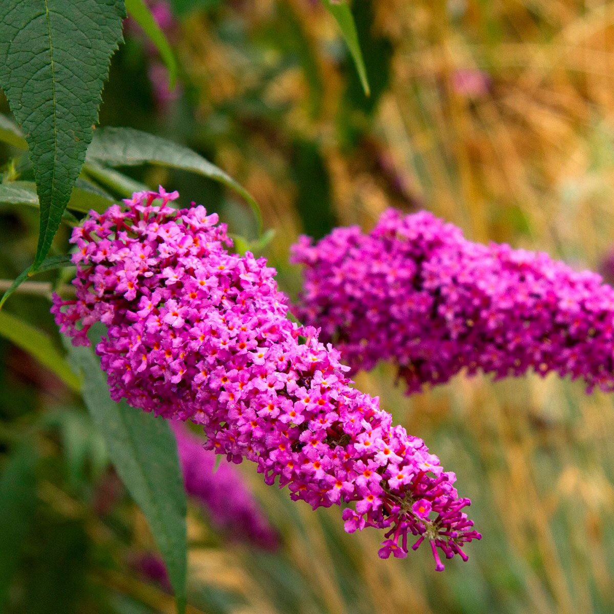 Buddleia Davidii Royal Red Butterfly Bush | SiteOne