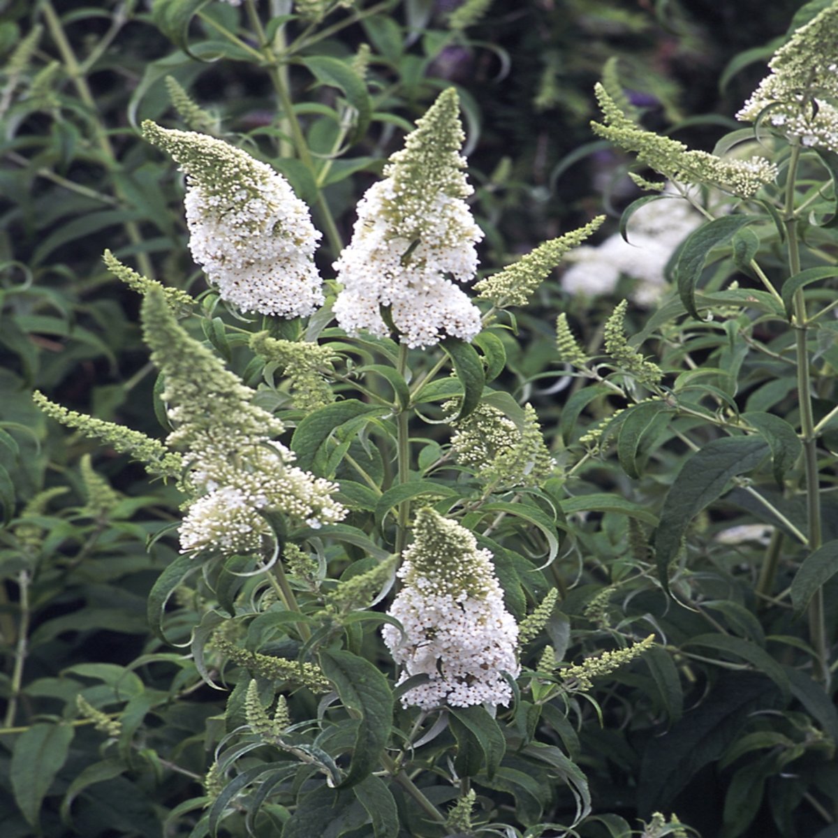 Buddleia Davidii White Profusion Butterfly Bush | SiteOne