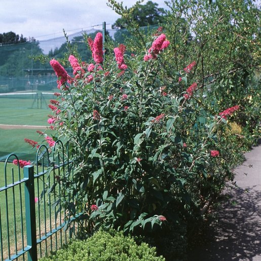 Buddleia Davidii Butterfly Bush | SiteOne