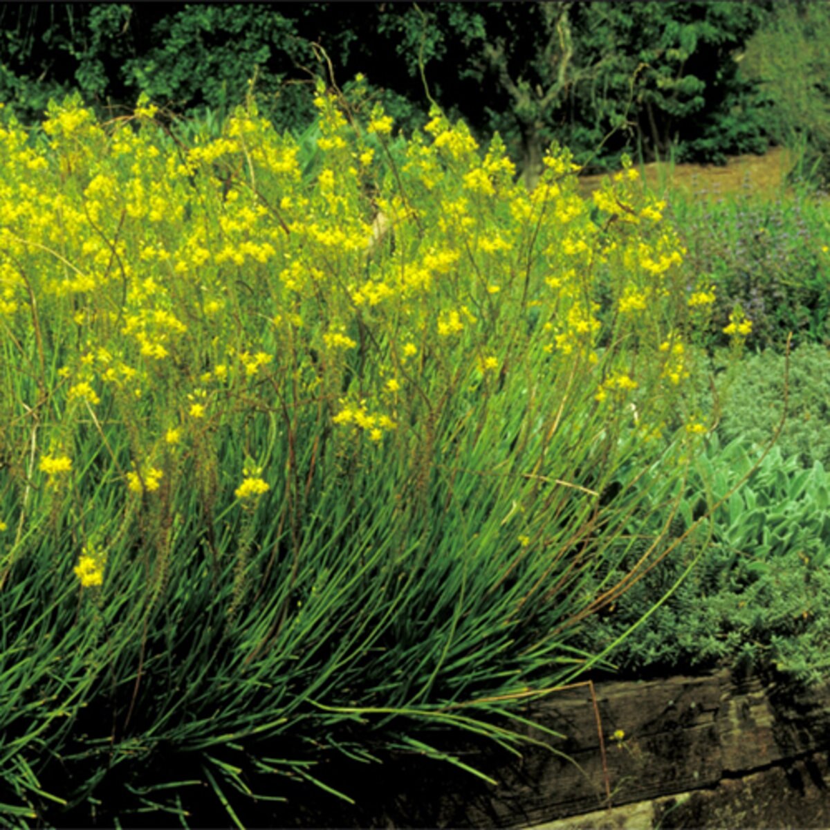 Bulbine Frutescens Stalked Bulbine | SiteOne