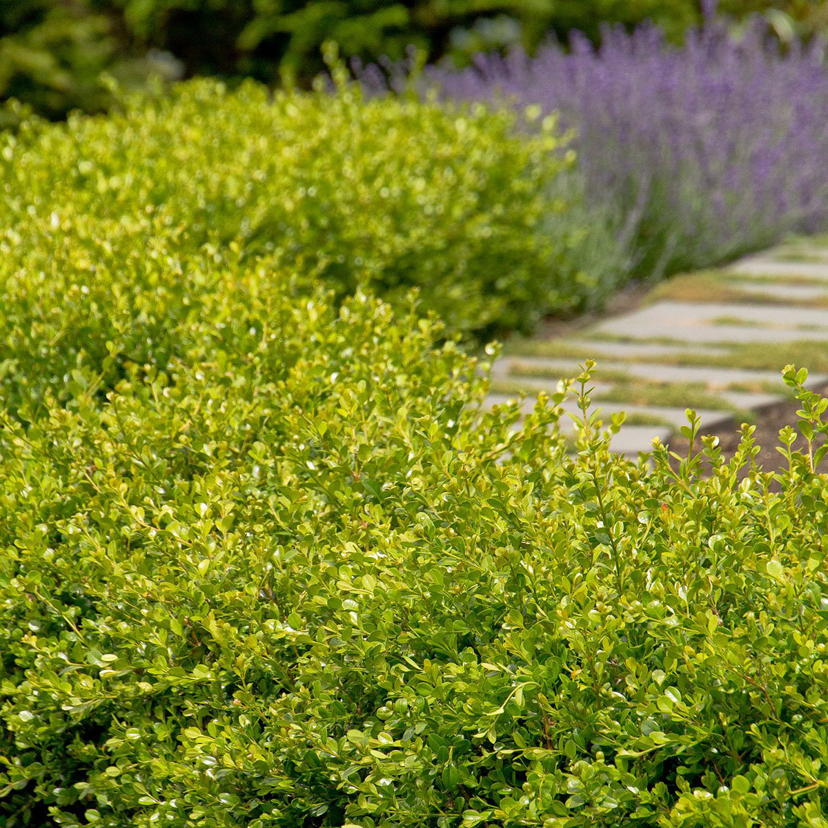 Buxus Microphylla var. Japonica Winter Gem Korean Boxwo | SiteOne