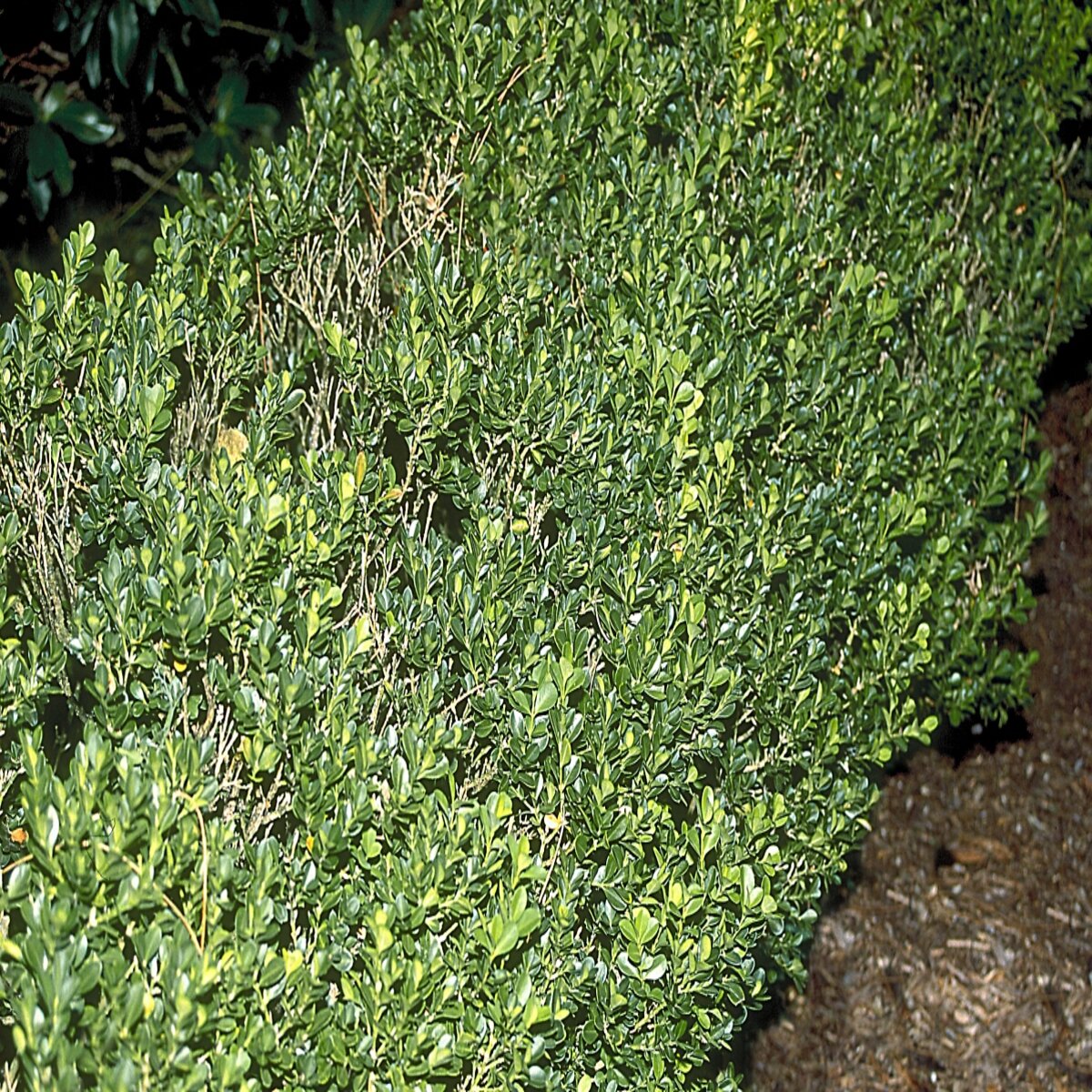 Buxus Microphylla Var. Japonica Japanese Boxwood | SiteOne