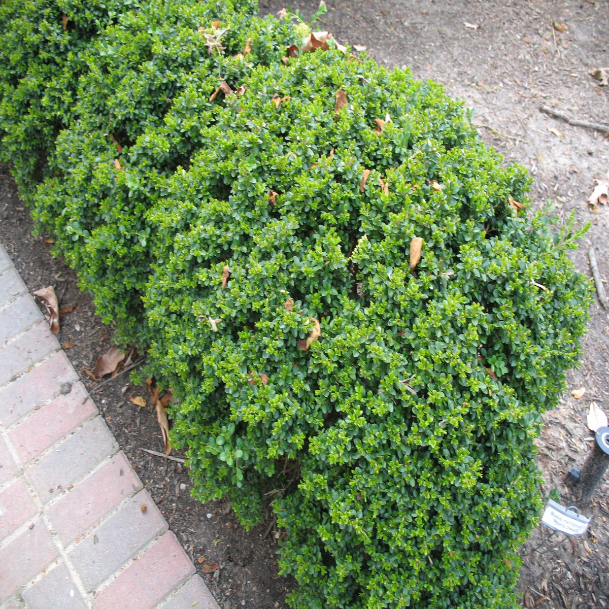 Buxus Microphylla var. Japonica Morris Dwarf Japanese B | SiteOne