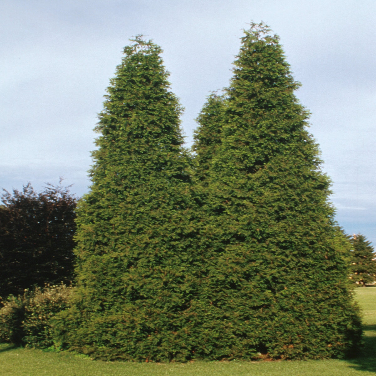 Thuja Plicata Spring Grove Western Red Cedar | SiteOne