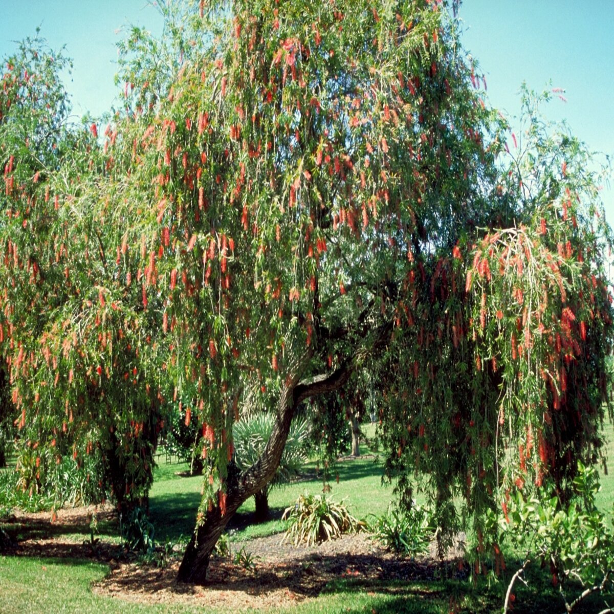 Callistemon Viminalis Weeping Bottlebrush | SiteOne