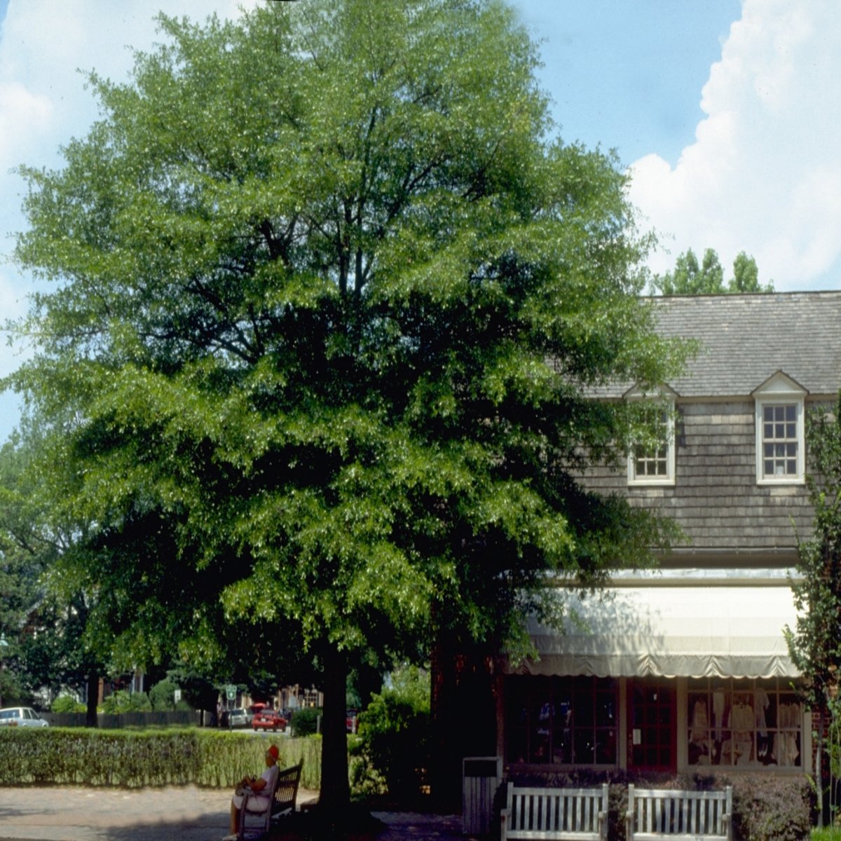 Quercus Hemisphaerica Darlington Oak | SiteOne
