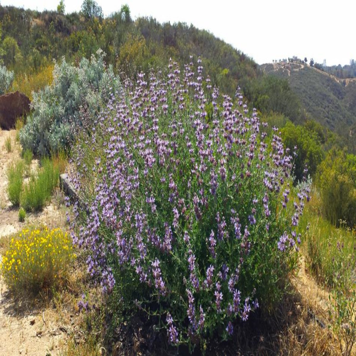 Salvia X Pozo Blue Sage | SiteOne