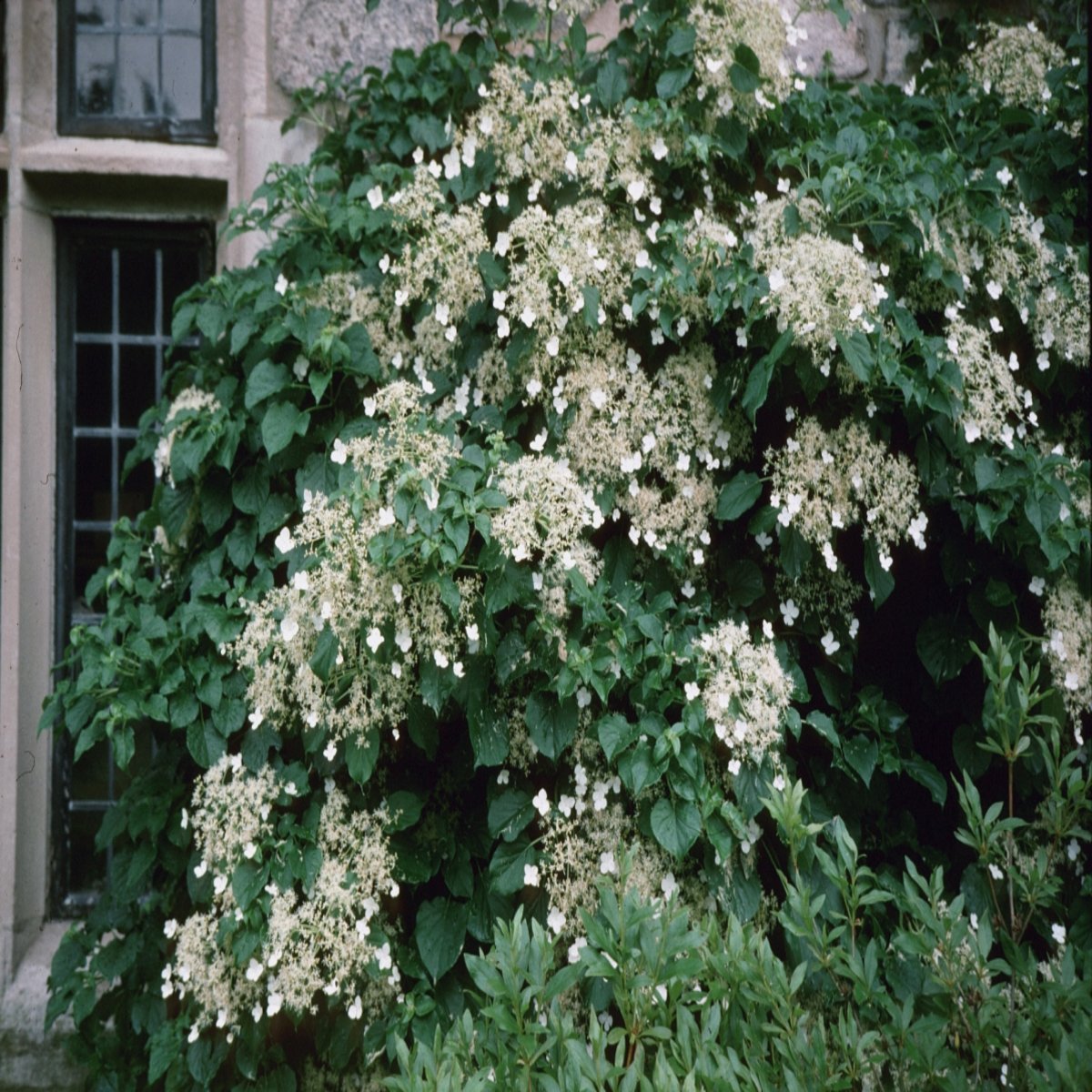Hydrangea Anomala Subsp. Petiolaris Climbing Hydrangea | SiteOne