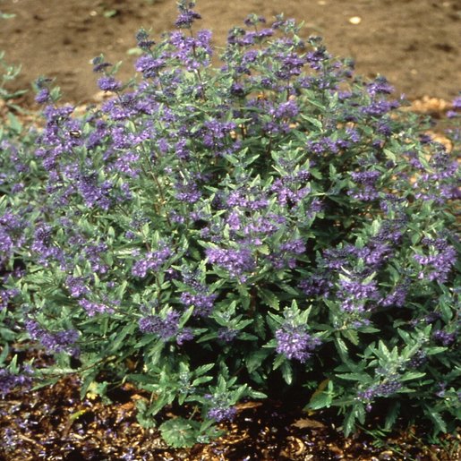 Caryopteris X Clandonensis First Choice Bluebeard | SiteOne