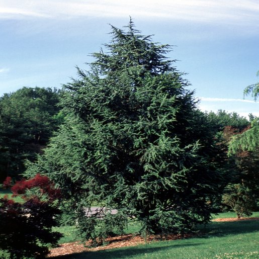 Cedrus Atlantica Fastigiata Fastigiate Atlas Cedar | SiteOne