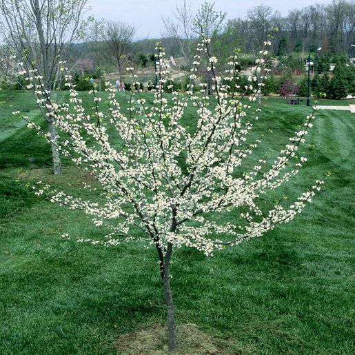 Cercis Canadensis f. Alba Royal White Eastern Redbud | SiteOne