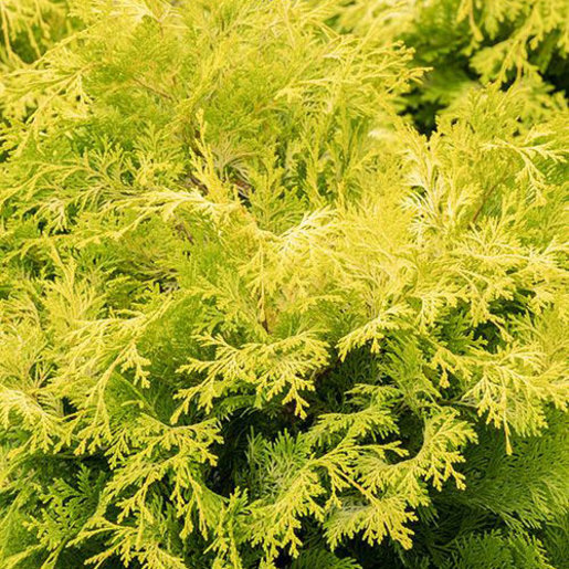 Chamaecyparis Obtusa Crippsii Golden Hinoki Cypress | SiteOne