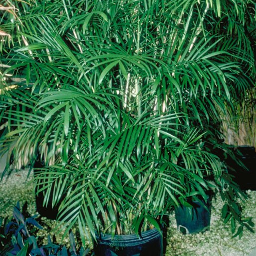 Chamaedorea Seifrizii Bamboo Palm | SiteOne