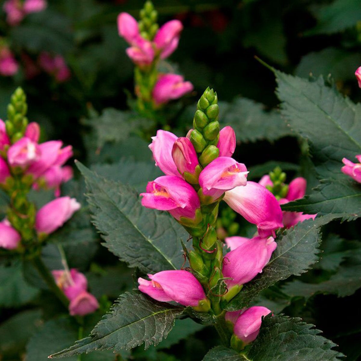 Chelone Lyonii Hot Lips Pink Turtlehead | SiteOne