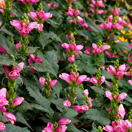 Chelone Lyonii Hot Lips Pink Turtlehead | SiteOne