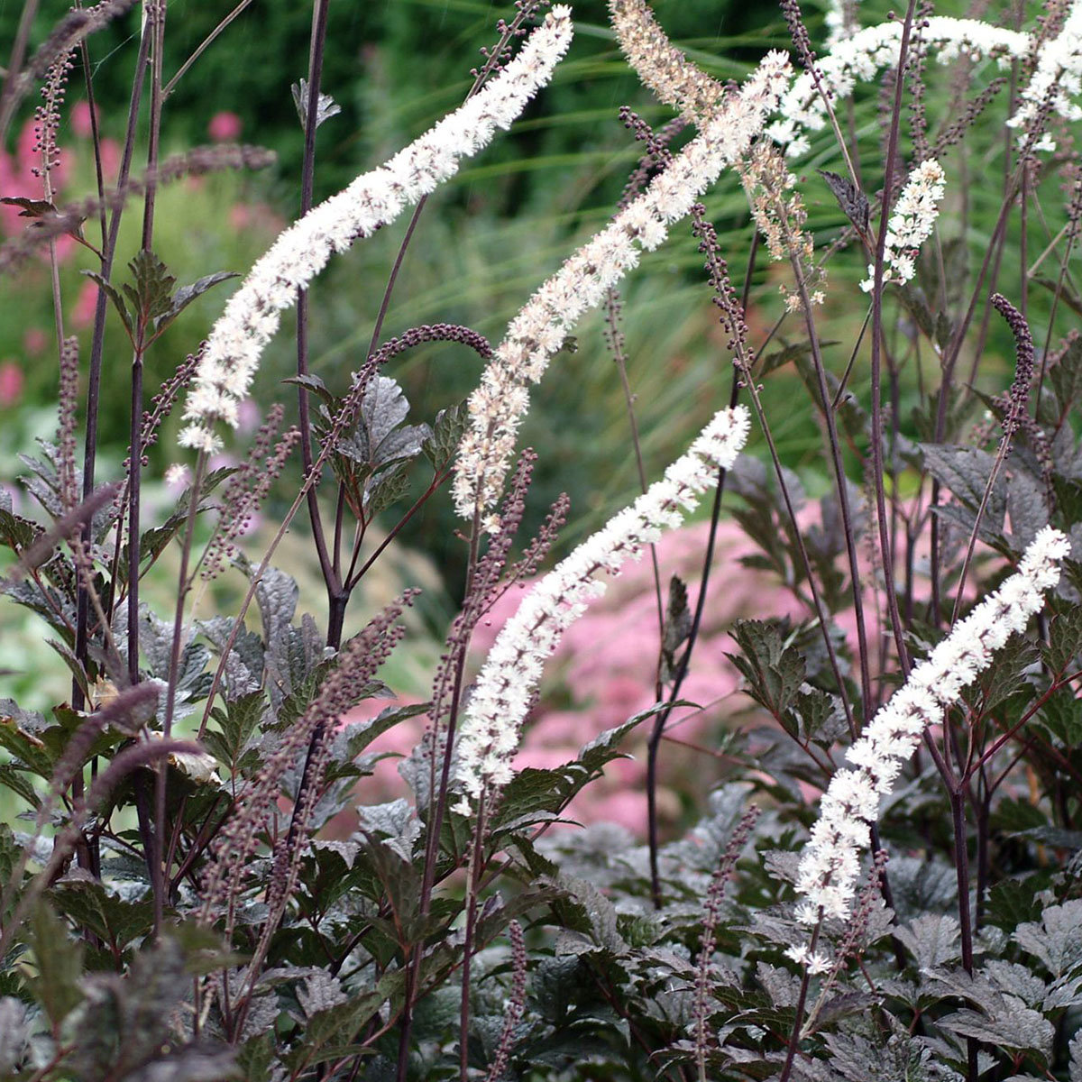 Actaea (Cimicifuga) Racemosa Brunette Bugbane | SiteOne