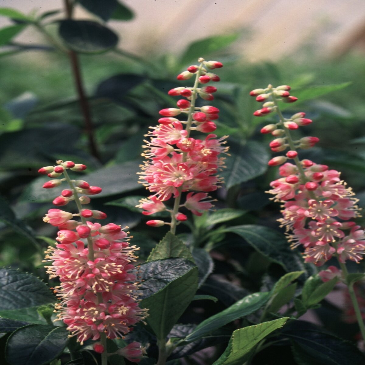 Clethra Alnifolia Ruby Spice Summersweet | SiteOne