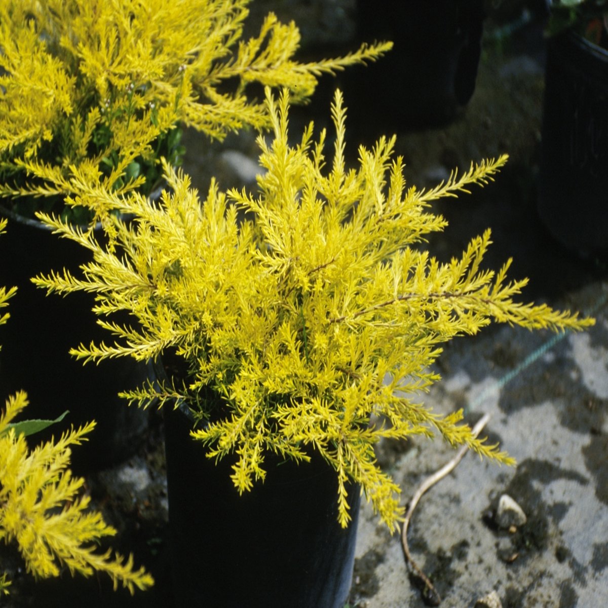 Coleonema Pulchellum Sunset Gold Golden Breath of Heave | SiteOne