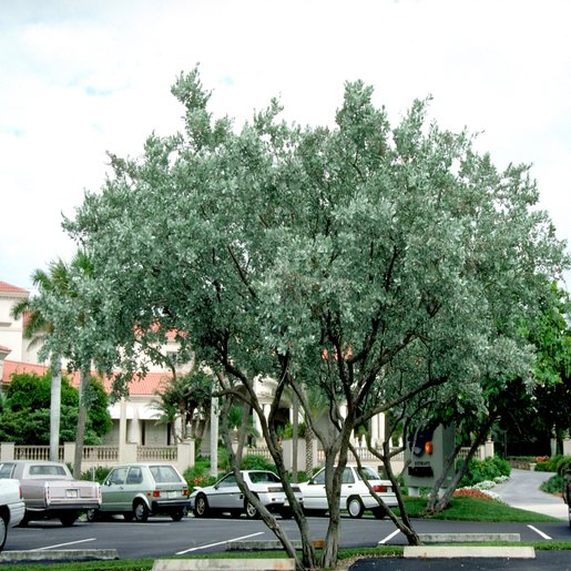 Conocarpus Erectus var. Sericeus Silver Buttonwood | SiteOne