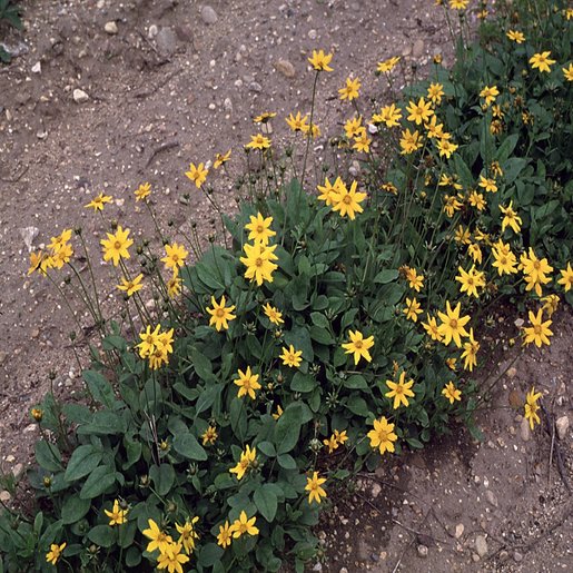 Coreopsis Auriculata Nana Tickseed | SiteOne