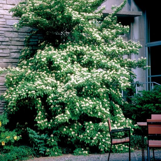 Cornus Alternifolia Pagoda Dogwood | SiteOne