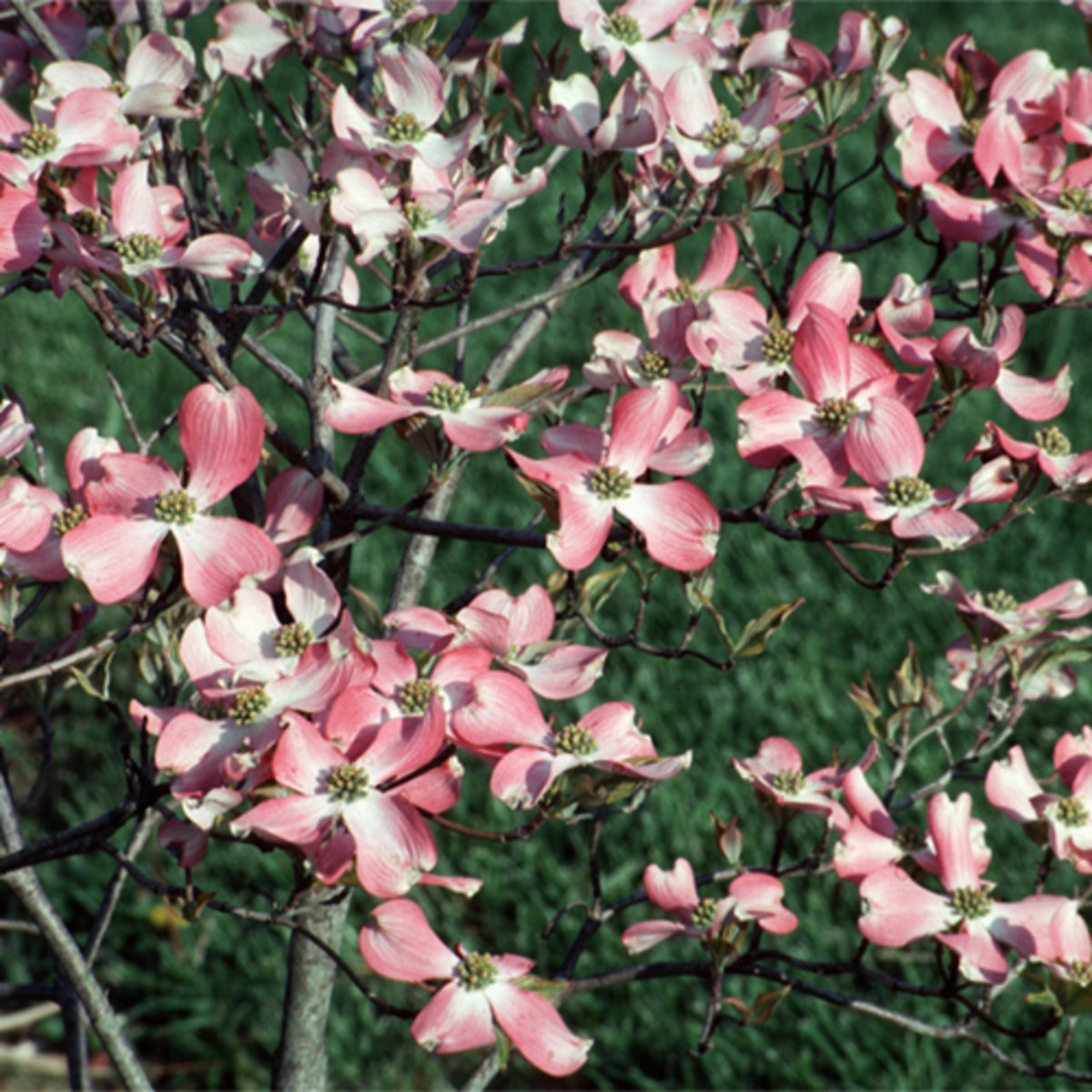 Cornus Florida Cherokee Chief Dogwood | SiteOne