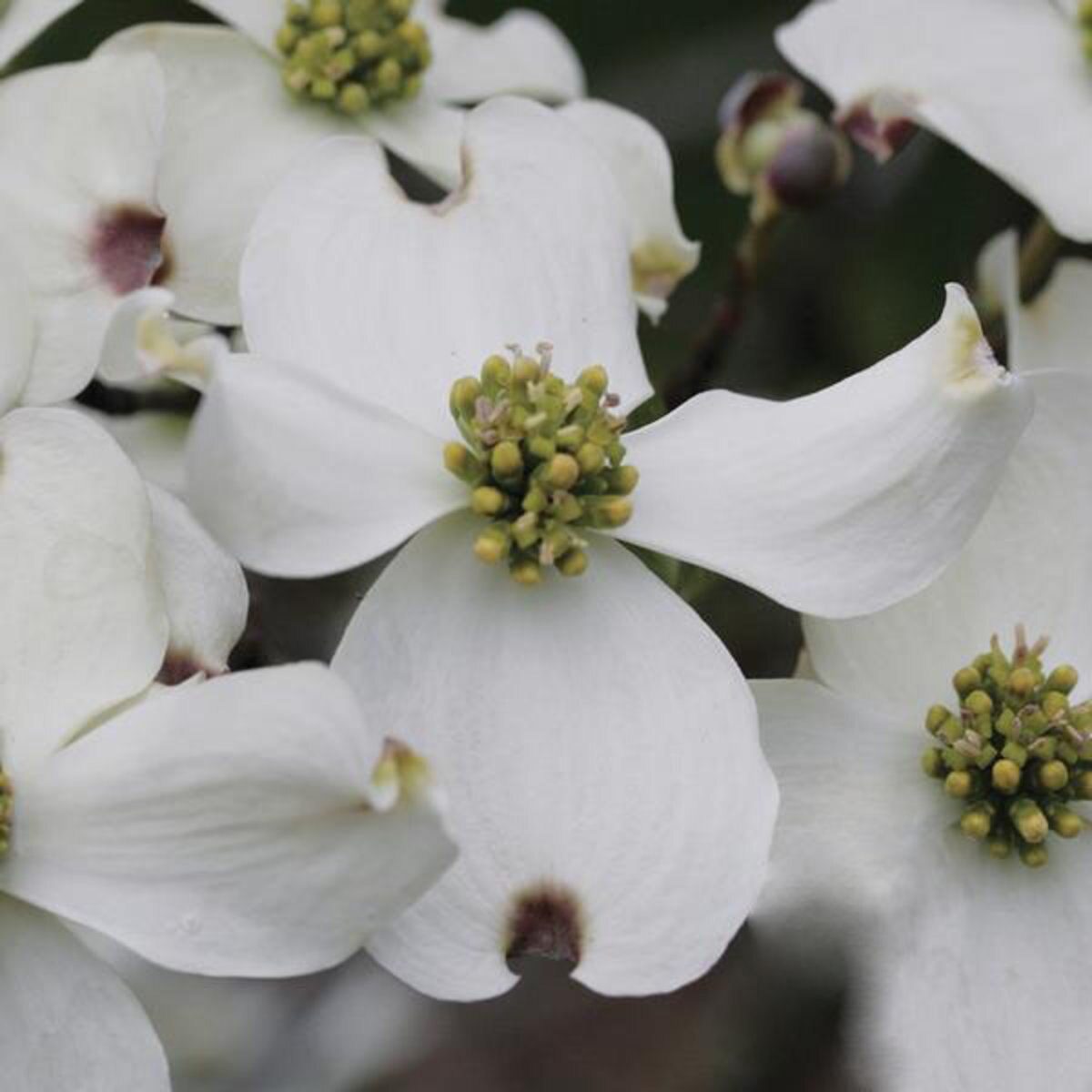 Cornus Florida Cloud 9 Dogwood | SiteOne