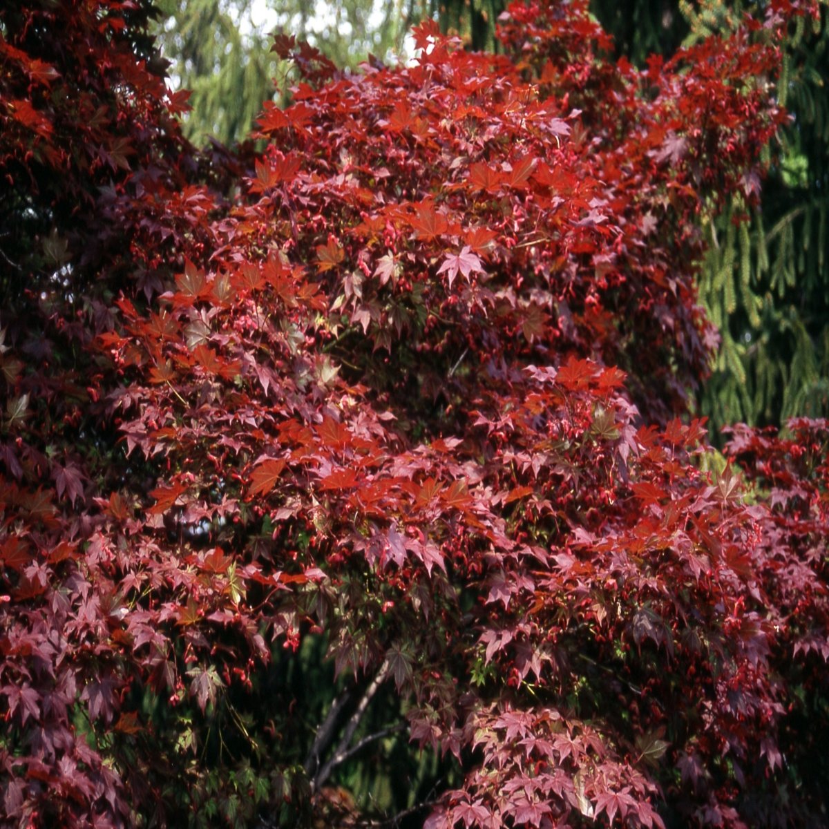 Acer Palmatum Oshio Beni Japanese Maple | SiteOne