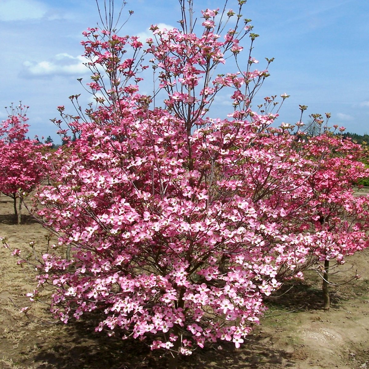 Cornus Florida Cherokee Sunset Dogwood | SiteOne