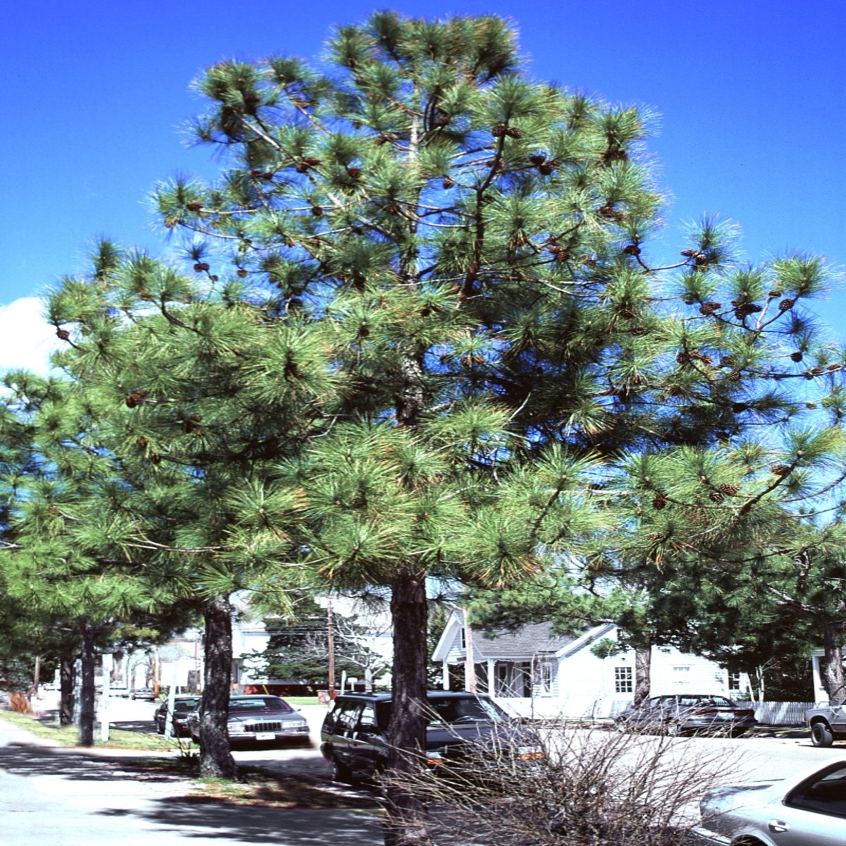 Pinus Taeda Loblolly Pine | SiteOne