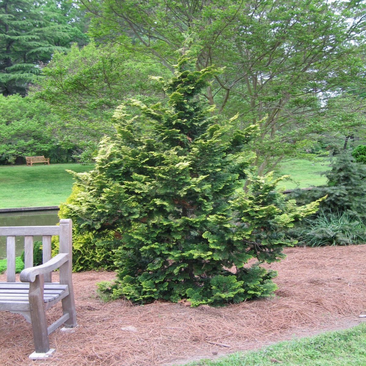 Chamaecyparis Obtusa Confucius Hinoki Cypress | SiteOne