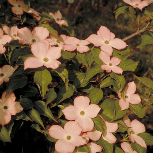 Cornus X Rutgersensis Stellar Rutgan Stellar Pink Dogwo | SiteOne