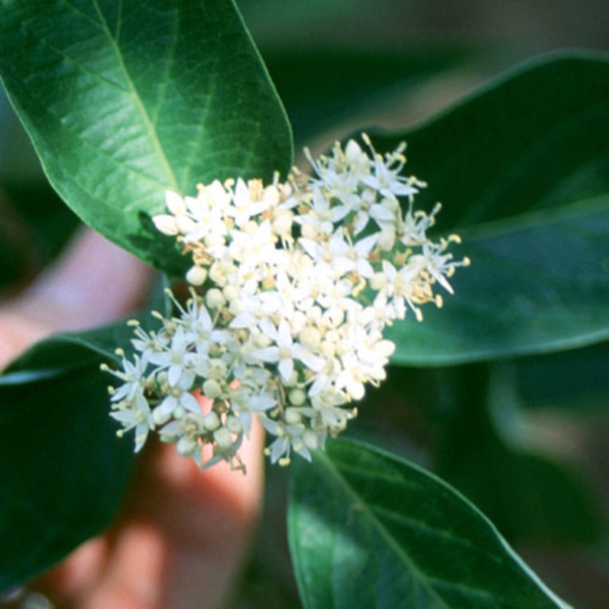Cornus Sericea Baileyi Red Twig Dogwood | SiteOne